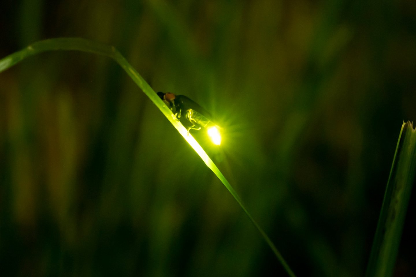 Fireflies - Topics - Japan Travel